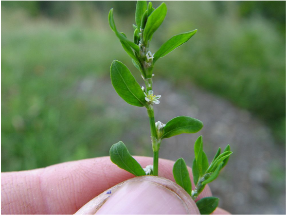 Handle Spring Weeds Now or Pay the Price Later - Organic Lawns by Lunseth
