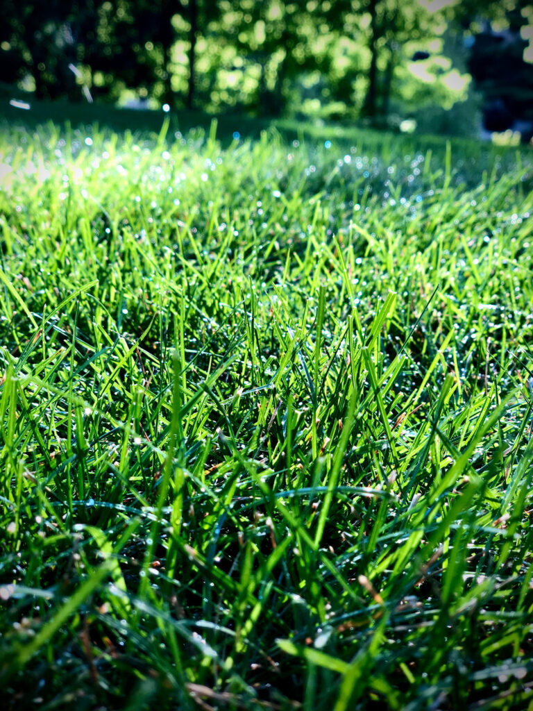 Maintaining New Lawns - Organic Lawns by Lunseth